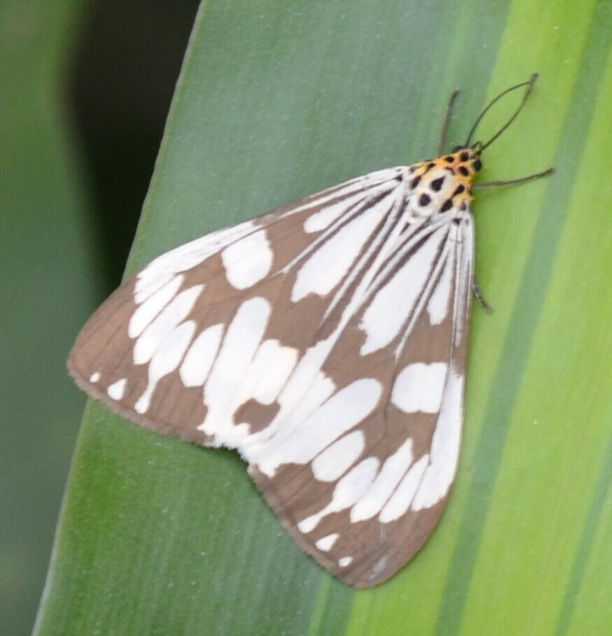 Marbled White Moth from Van Long Family Homestay, Mai Trung Village ...