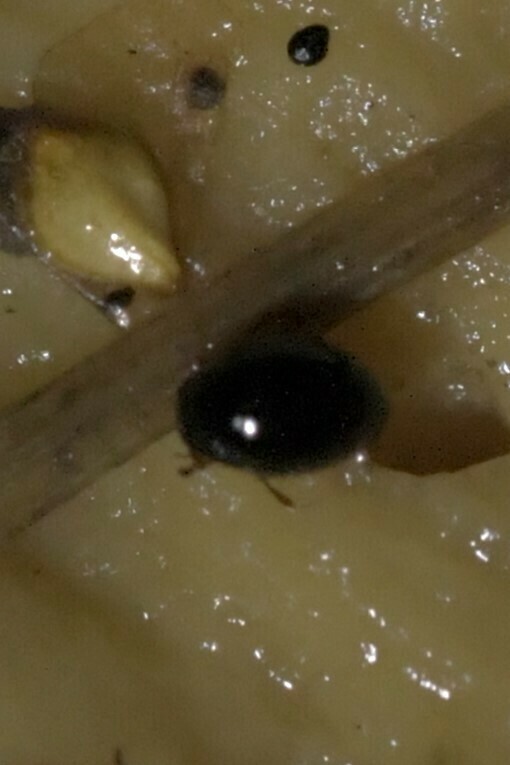 Sphaeridiinae from Dunnington, York YO19, UK on 27 October, 2024 at 05: ...