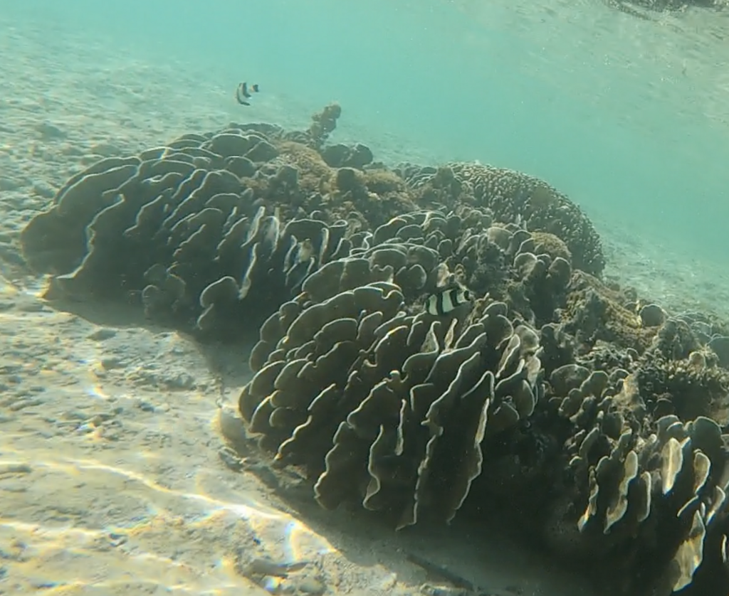 blue coral in May 2023 by JuliaSophie · iNaturalist