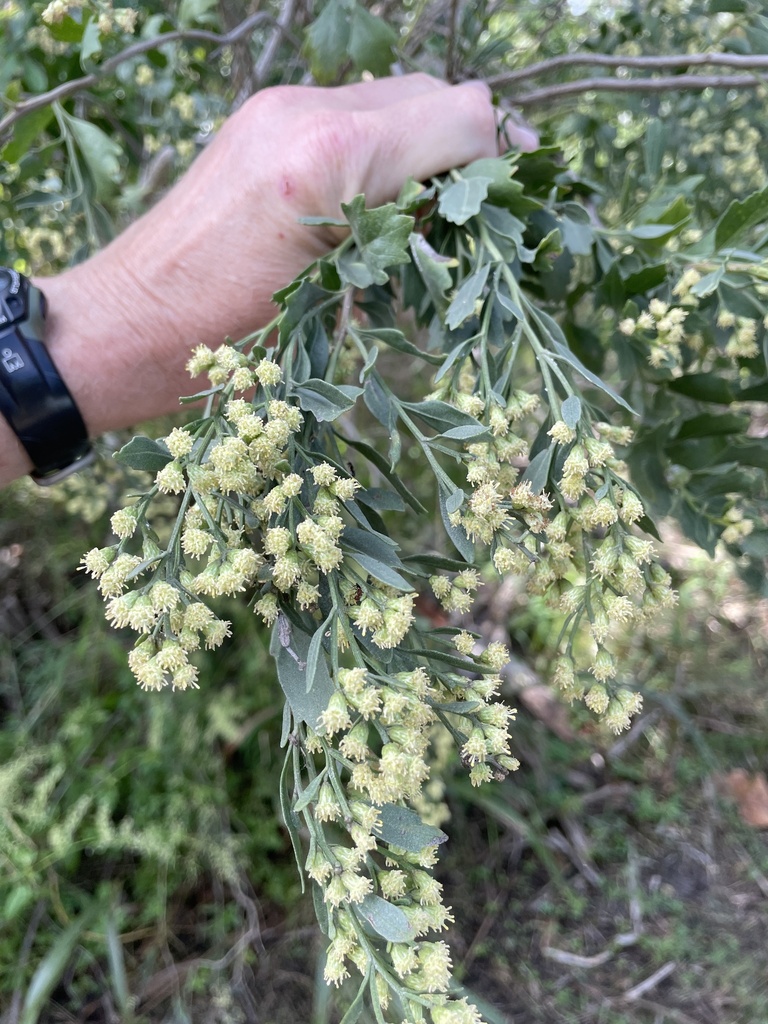 Baccharis from Indian River Lagoon, Vero Beach, FL, US on November 3 ...