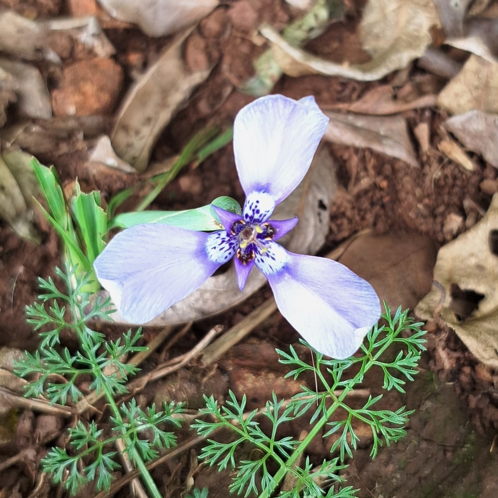 Prairie Nymph from Medianeira, Ajuricaba - RS, Brasil on October 6 ...