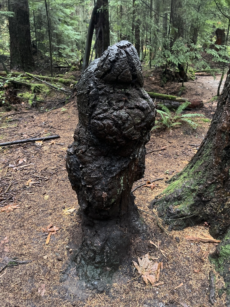common Douglas-fir from Pacific Spirit Regional Park, Greater Vancouver ...