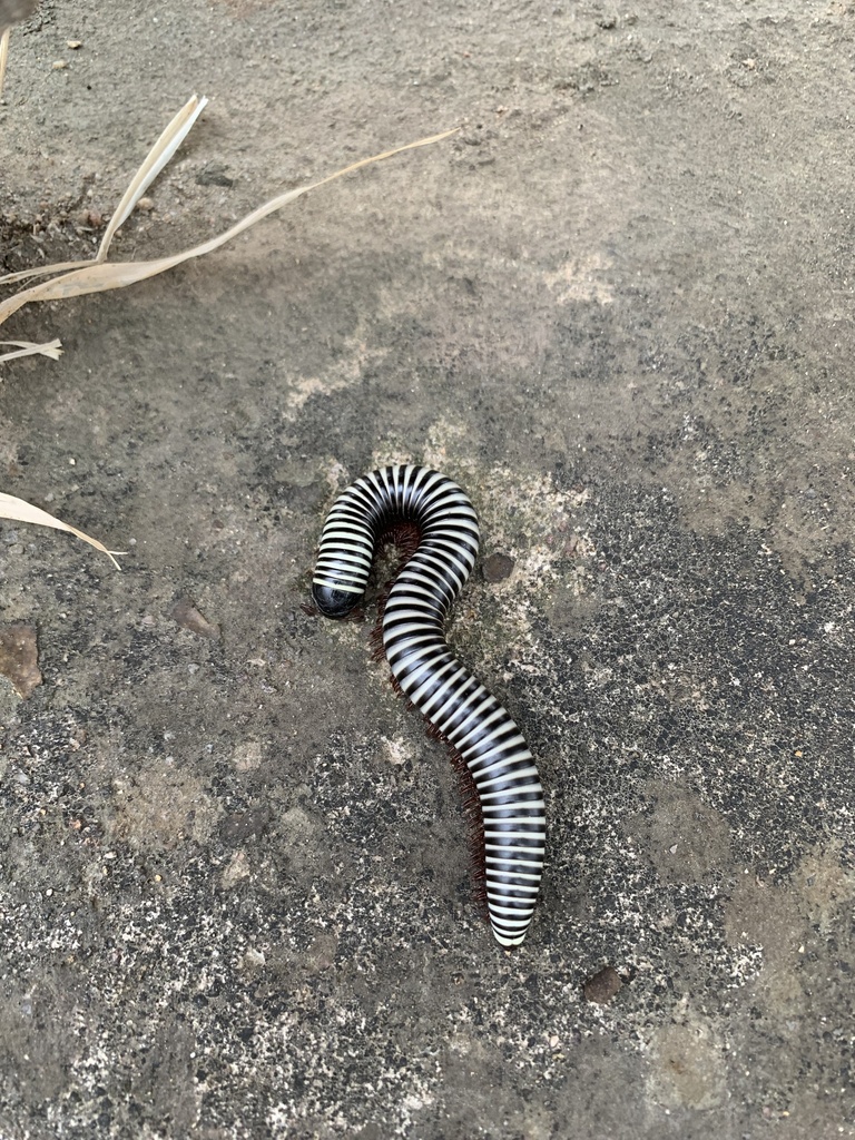 Zebra Songololo from Kruger National Park, Nkomazi, Mpumalanga, ZA on ...