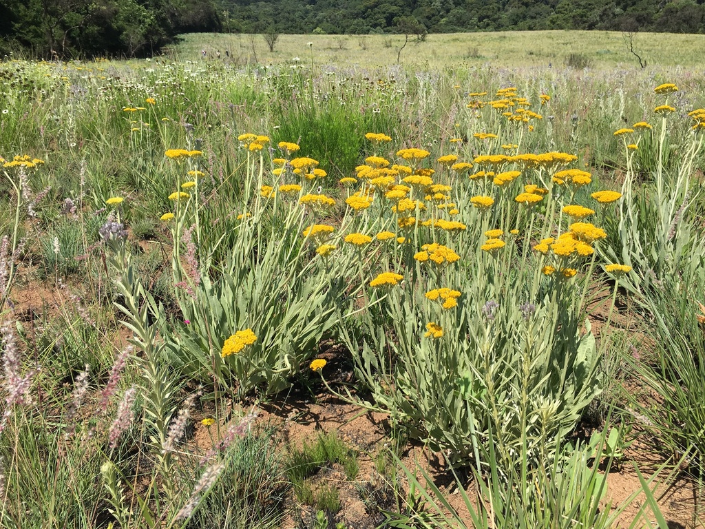 Sticky Everlasting from Mopani District Municipality, South Africa on ...