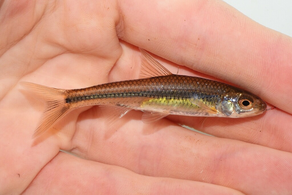 North American Minnows in November 2024 by Emilio Concari. Not quite ...