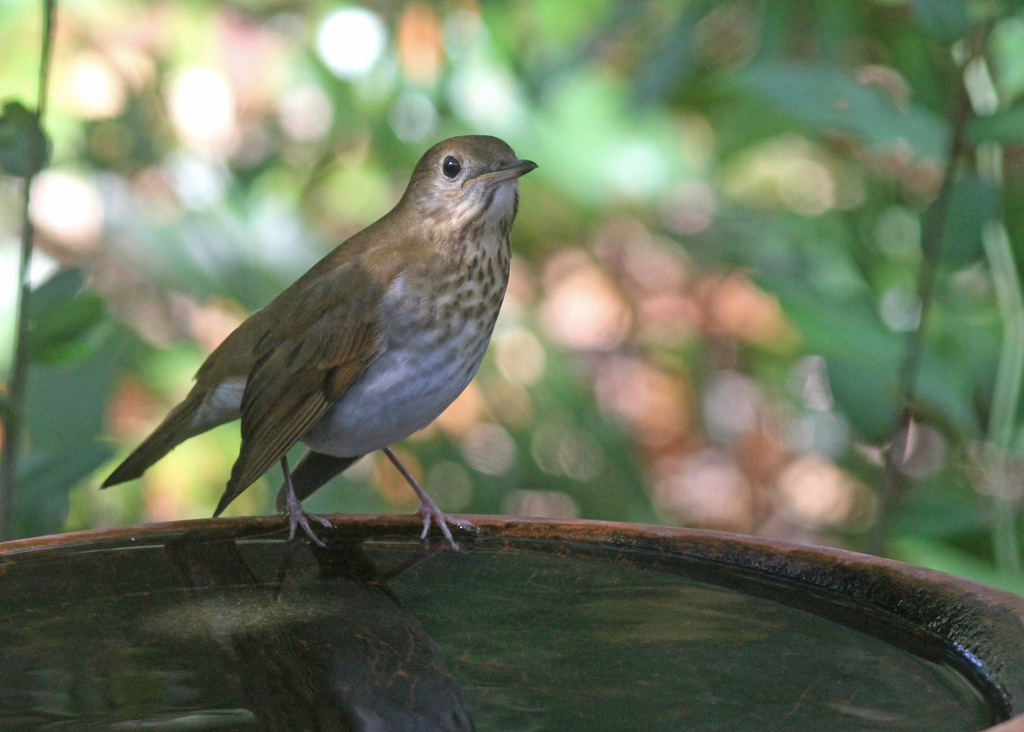 Gray-cheeked Thrush from Edgewood, Florida, United States on October 29 ...
