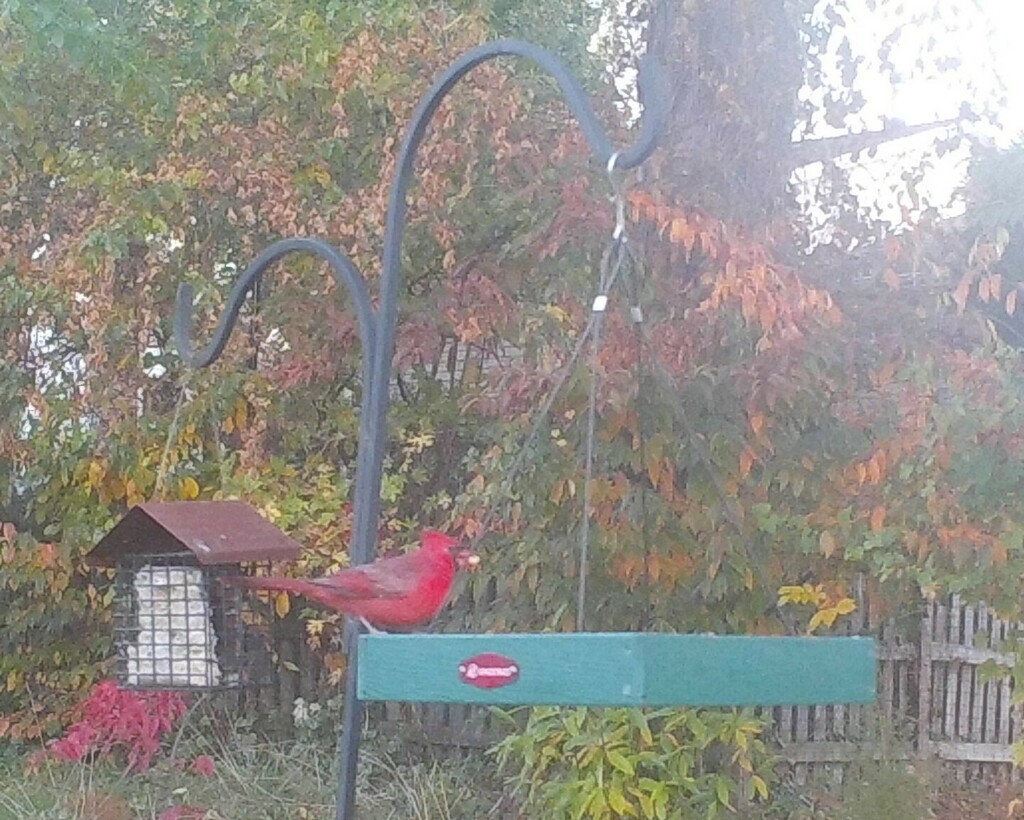 Northern Cardinal in November 2024 by tminatbe · iNaturalist