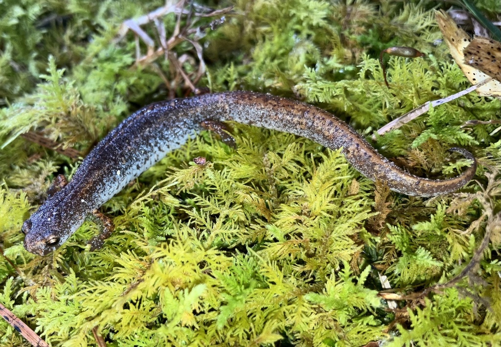 Four-toed Salamander in November 2024 by nick_nc · iNaturalist