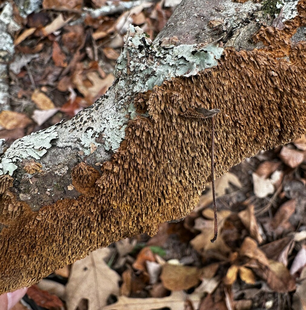 brown-toothed crust fungus from Co. Rd. 275, Lauderdale County, AL, USA ...