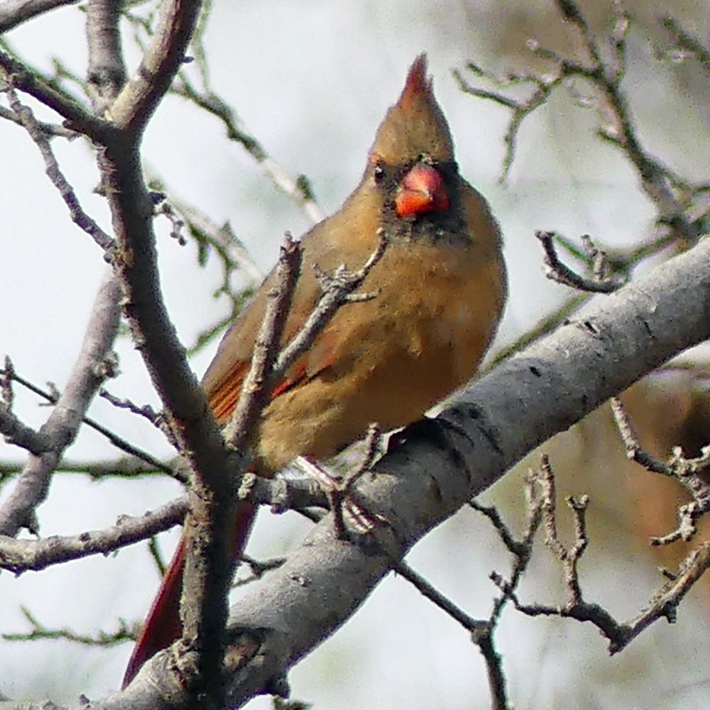 Northern Cardinal from Elder’s Mills Nature Reserve, Vaughan, ON L4L ...