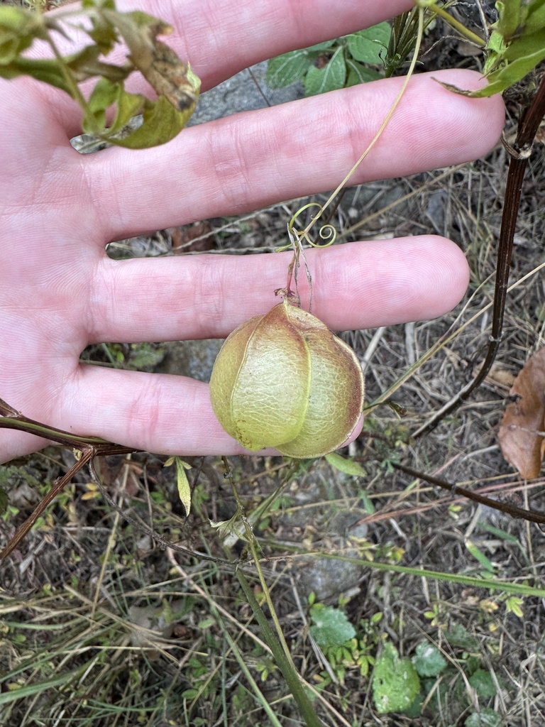 Lesser Balloon Vine from Veterans Memorial Hwy NE, Rome, GA, US on ...
