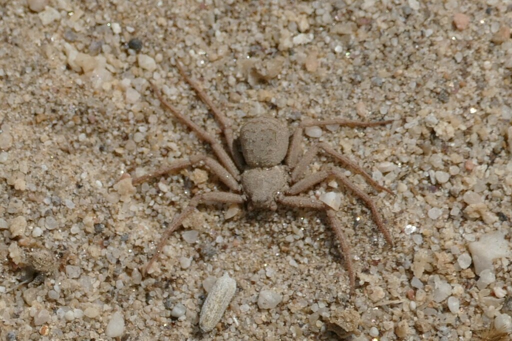 African Six-eyed Sand Spiders from Namib desert, Erongo, Namibia on ...