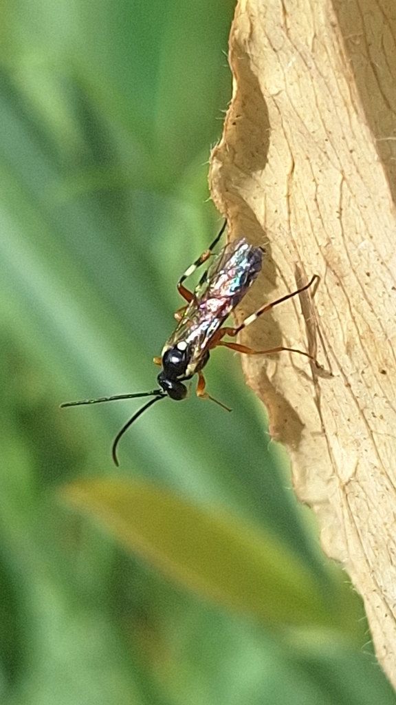 Common Hover Fly Parasitoid Wasp from Deurdrif, Cape Town, 7848, South ...