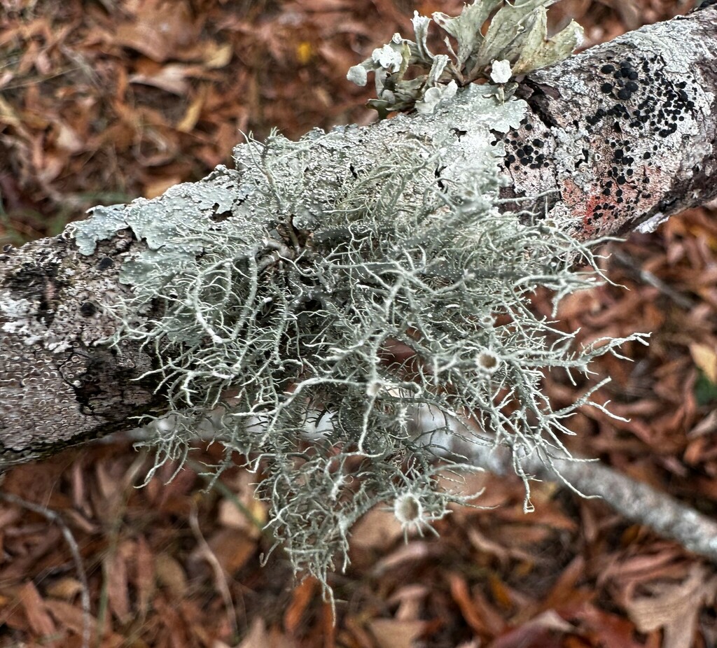 Usnea strigosa complex from Co. Rd. 275, Lauderdale County, AL, USA on ...