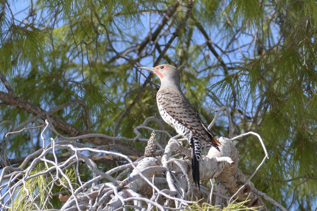 Northern Flicker from Carson Corner, Tucson, AZ 85730, USA on November ...
