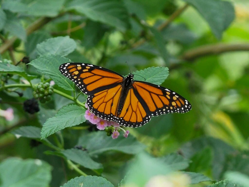 Monarch from Mueller, Austin, TX, USA on November 3, 2024 at 11:17 AM ...