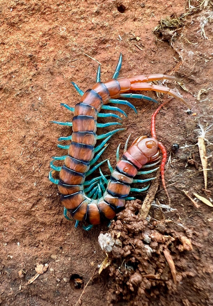 Red-headed Centipede from Mount Surprise QLD 4871, Australia on January ...
