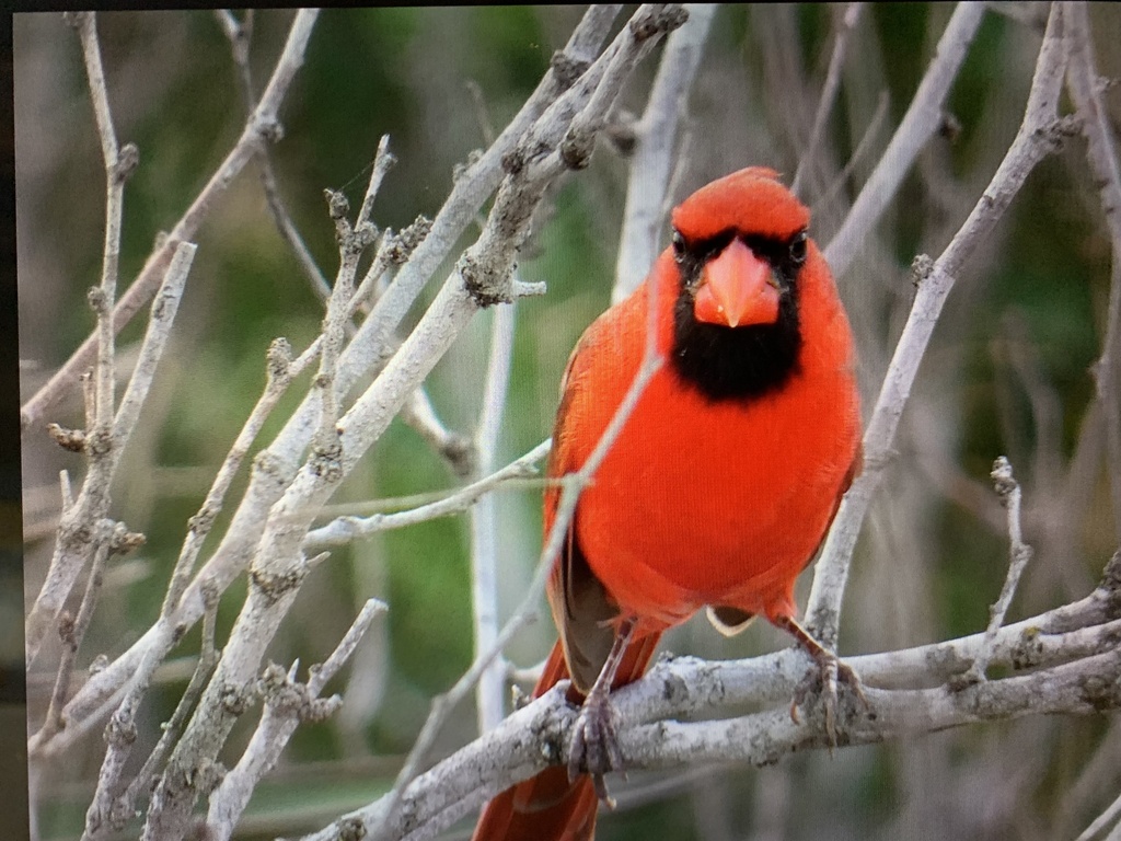 Northern Cardinal from Rio Grande City, TX, US on November 2, 2024 at ...