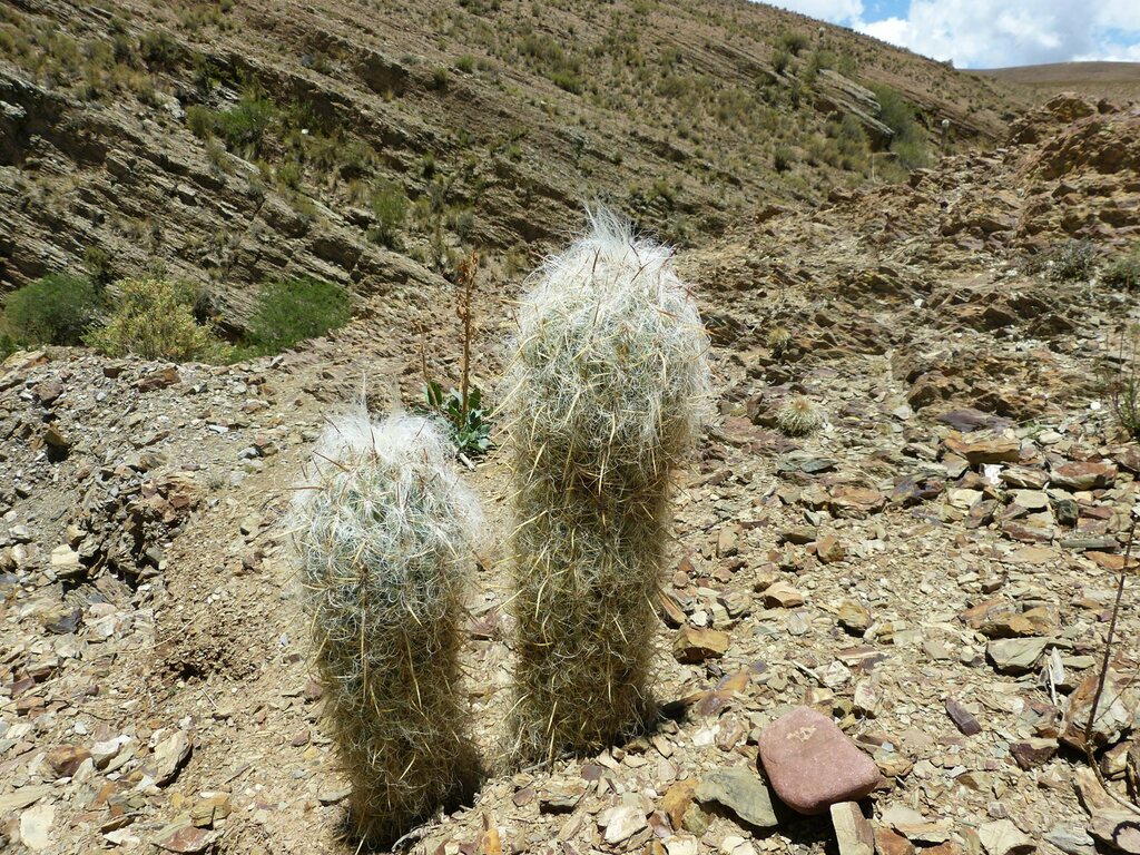 Old-man-of-the-Andes in November 2023 by Chris Kettinger · iNaturalist
