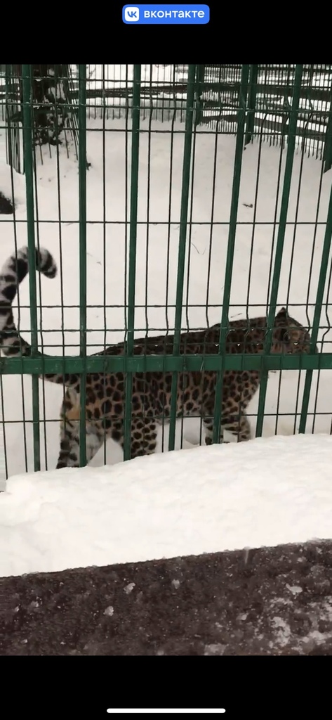 Persian Leopard in April 2024 by igor_ept. Leopard Recovery Center in ...