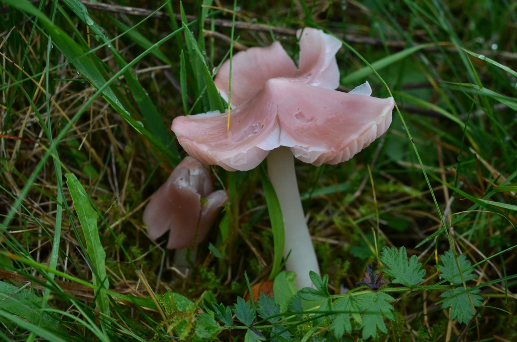 Pink Waxcap in November 2024 by Cordula Bernert · iNaturalist