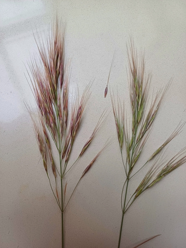 Ripgut Brome from Fir Grove, Cape Town, 7848, South Africa on November ...