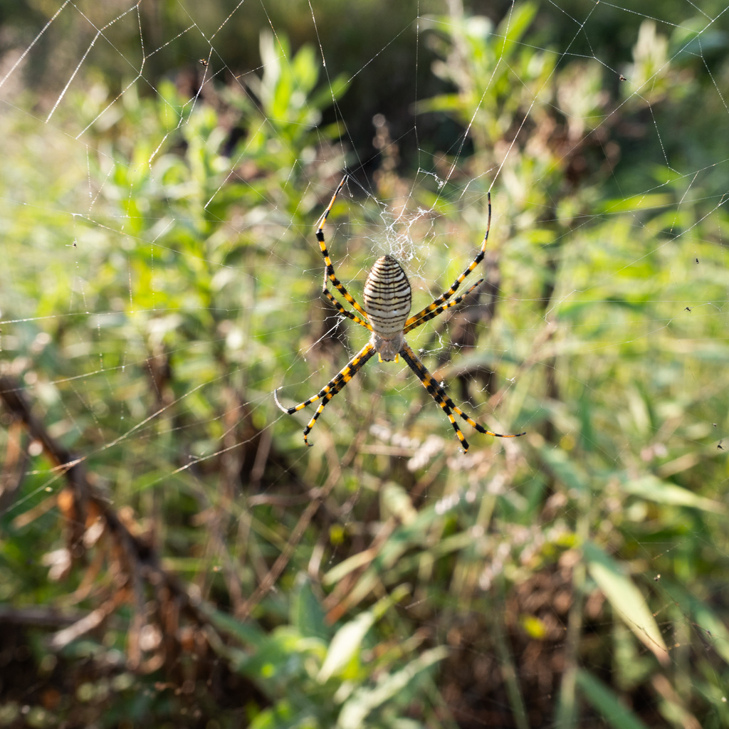 Banded Garden Spider from Zapopan, Jal., México on November 2, 2024 at ...