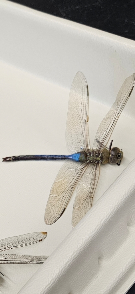 Common Green Darner from Nueces County, US-TX, US on November 3, 2024 ...