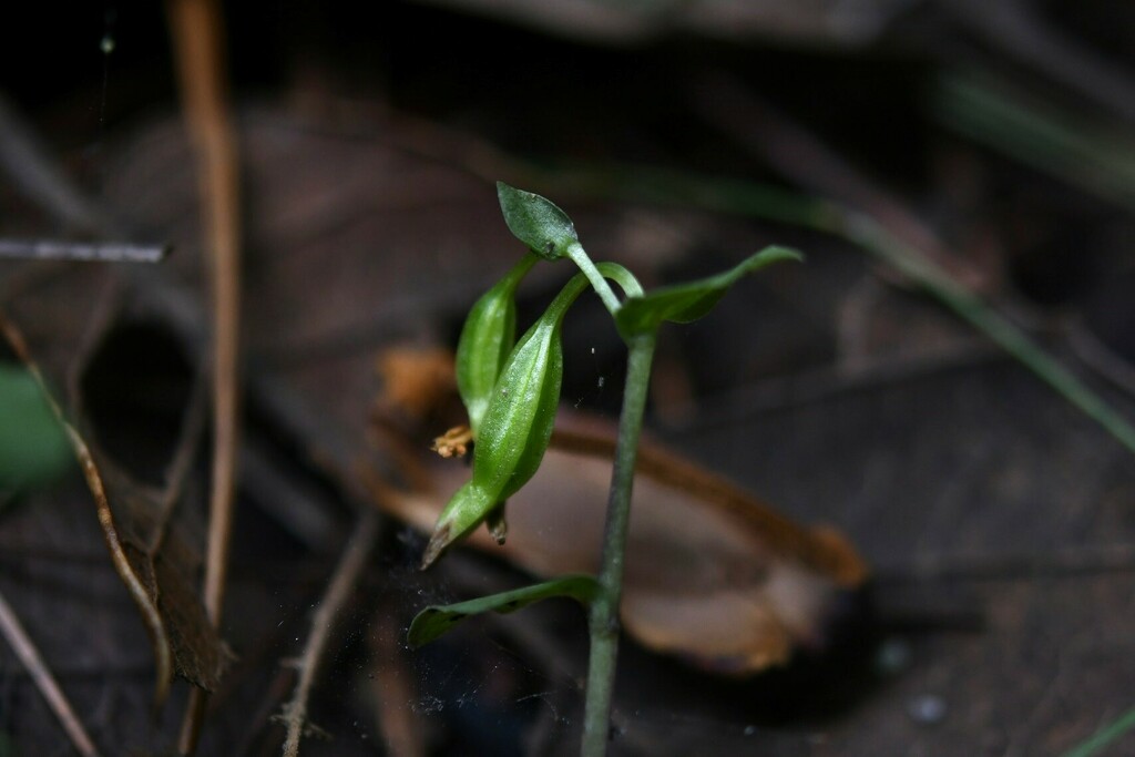 Triphora trianthophoros mexicana from Las Cañadas, 29264 San Cristóbal ...