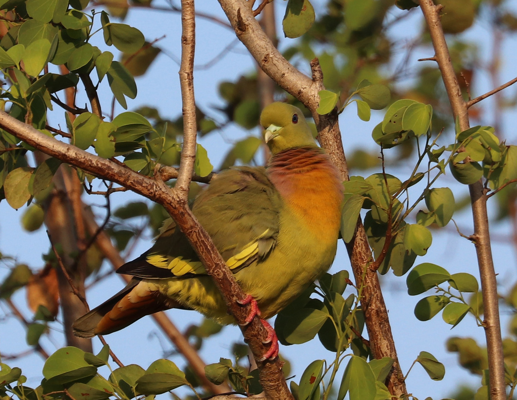 Orange-breasted Green-Pigeon from Udawalawe National Park, Uva, LK on ...