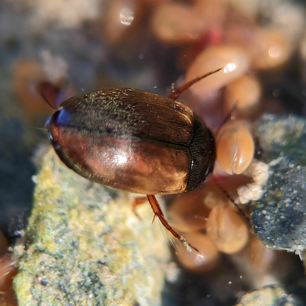 Hydroporus from Nordstadt, 31 Hildesheim, Germany on October 25, 2024 ...