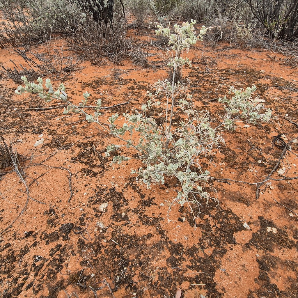 Cottony Saltbush from Gluepot SA 5417, Australia on October 18, 2024 at ...