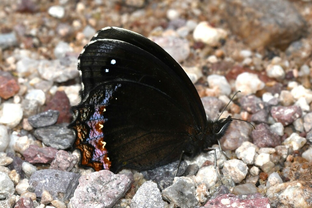 Red-bordered Satyr from Garden Canyon, Cochise County, AZ on September ...