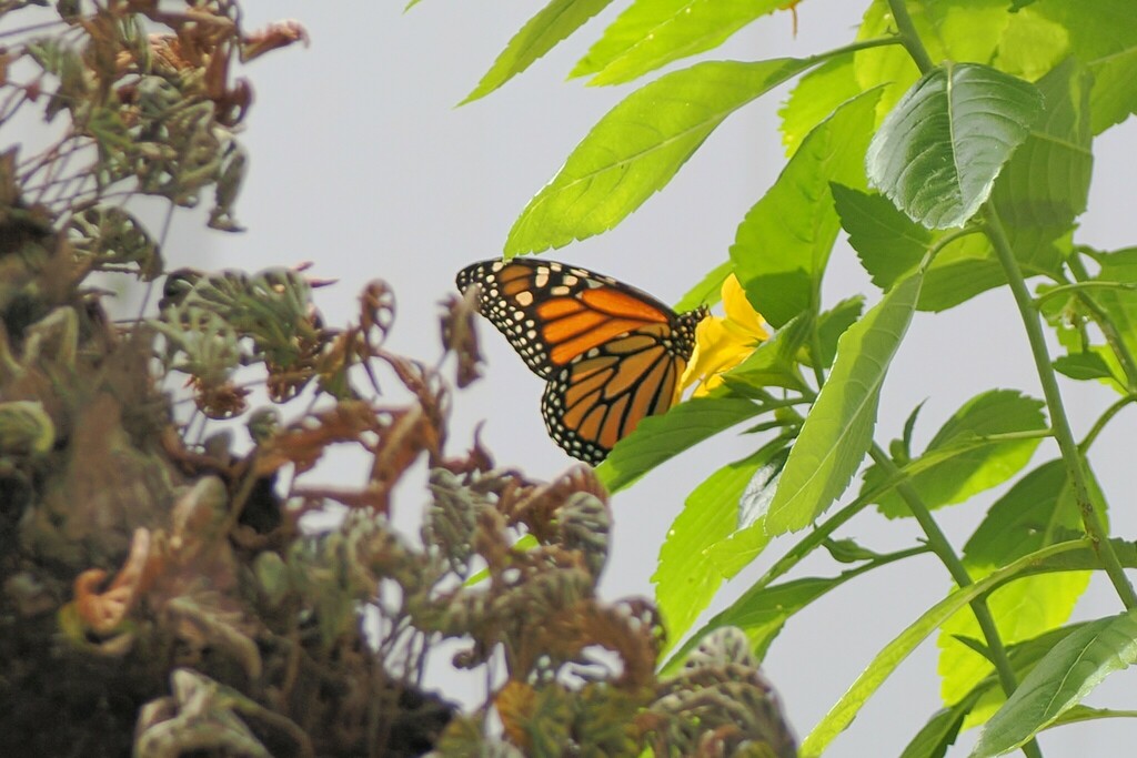 Monarch from (west) Boynton Beach, FL, USA on November 2, 2024 at 12:08 ...