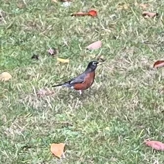 American Robin from Matthews Beach Park, Seattle, WA, US on November 3 ...
