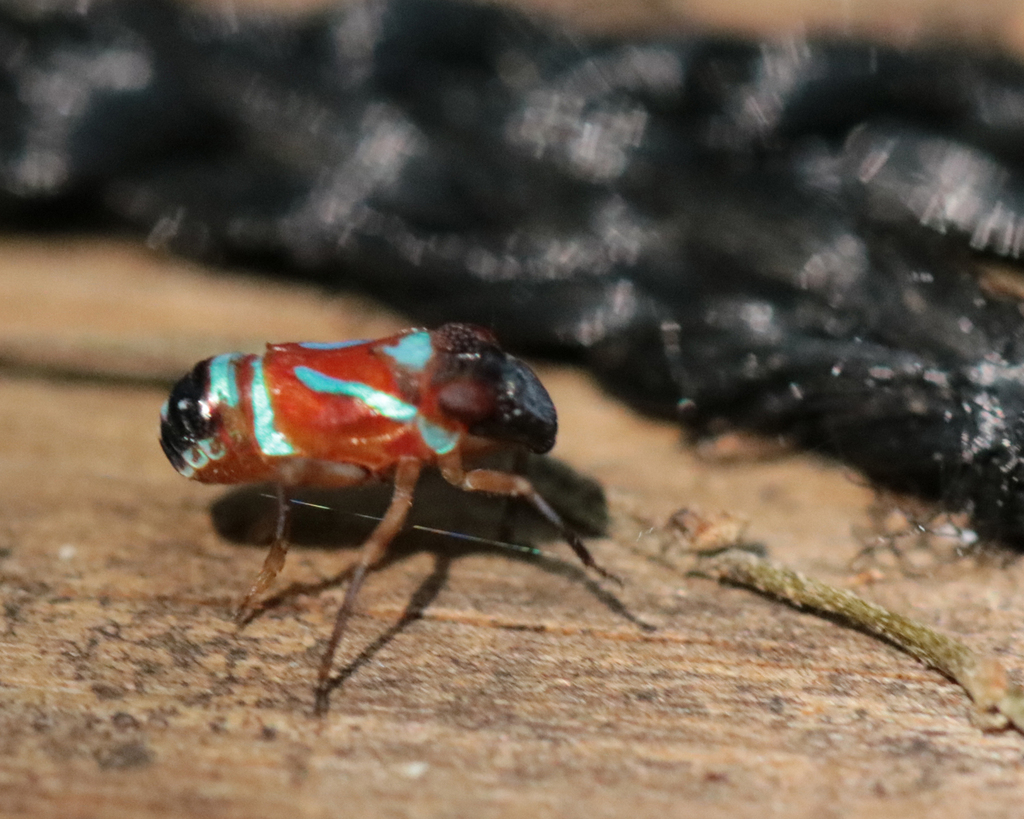Piglet Bugs from Parque do Estado, São Paulo - SP, Brasil on November ...