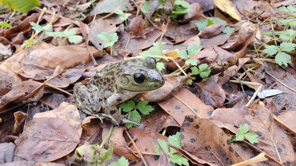 American Bullfrog from Castle Rock, WA 98611, USA on November 03, 2024 ...