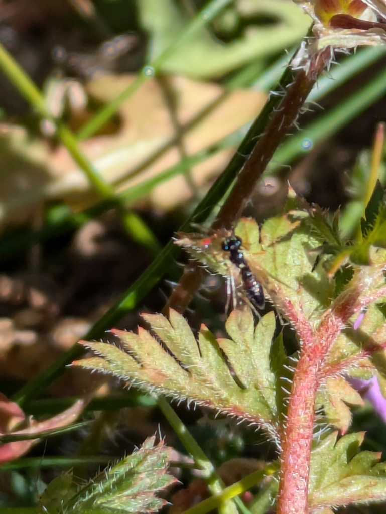 Ants, Bees, Wasps, and Sawflies from Falcon, CO 80831, USA on November ...