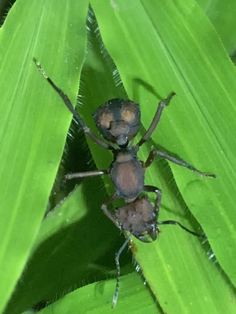 Acromyrmex Leaf-cutter Ants from Manú Province, Peru on March 1, 2020 ...