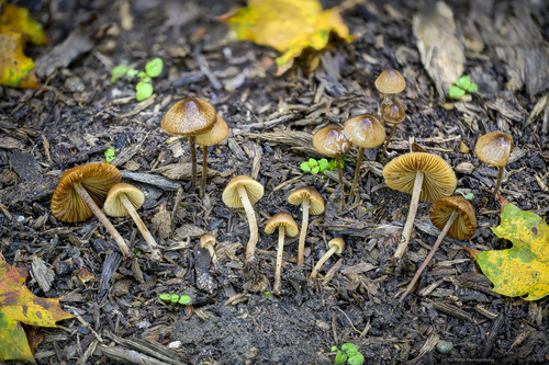 Olive Conecap (Conocybe rickenii) · iNaturalist