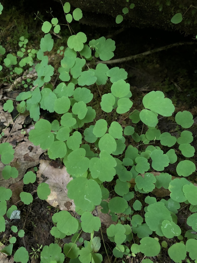 Little Mountain Meadow-rue in July 2019 by Howard Horne · iNaturalist