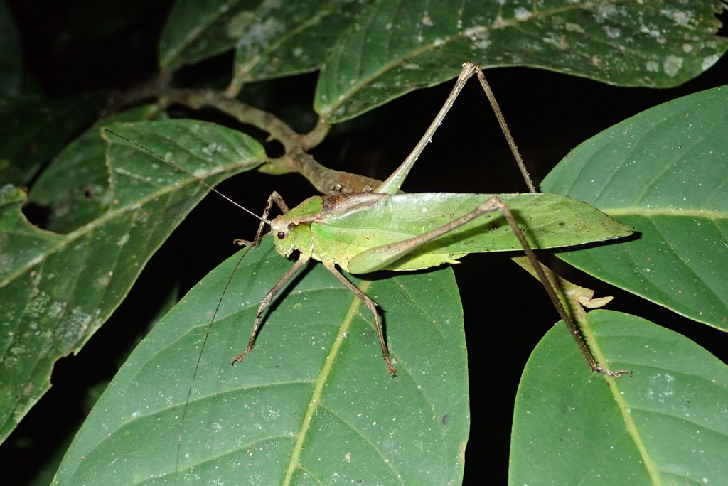 Mecopoda from Bahagian Miri, Sarawak, Malaysia on April 08, 2019 at 09: ...