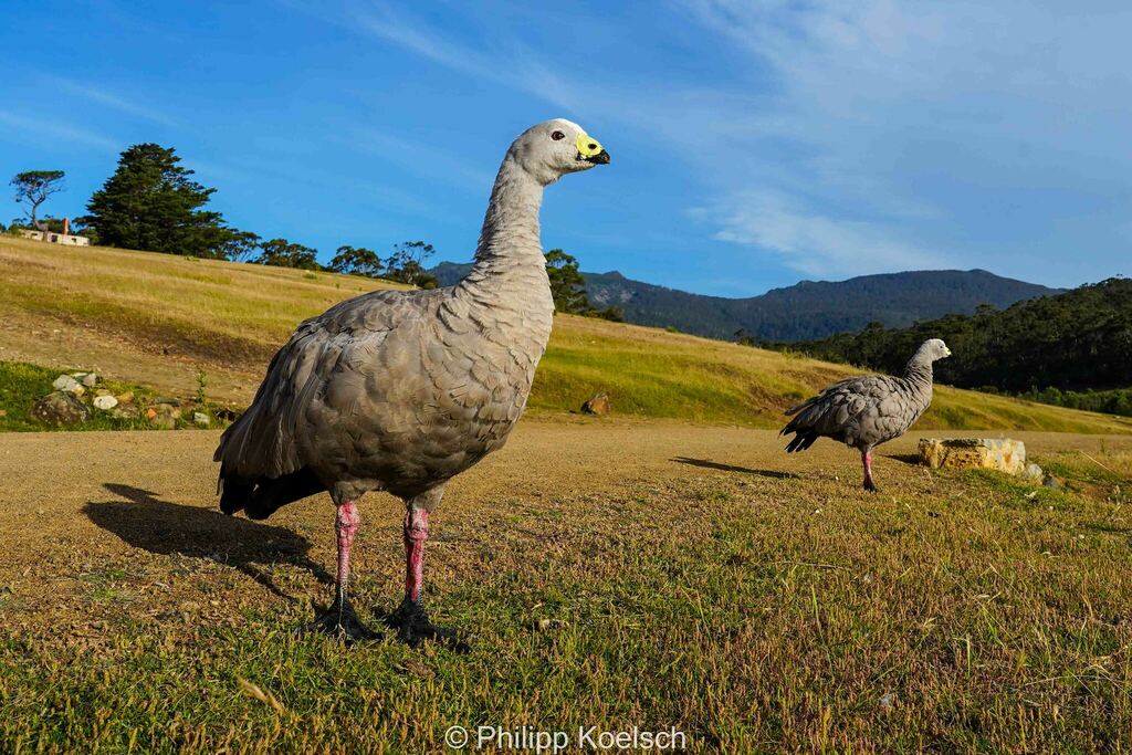 Cape Barren Goose from Maria Island TAS 7190, Australia on December 27 ...