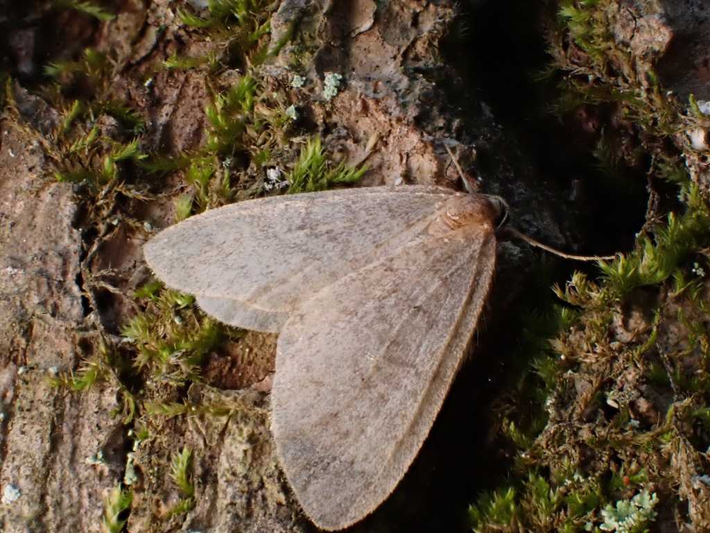 Winter Moth from Solnechnogorskiy rayon, Moskva, Russia on November 3 ...