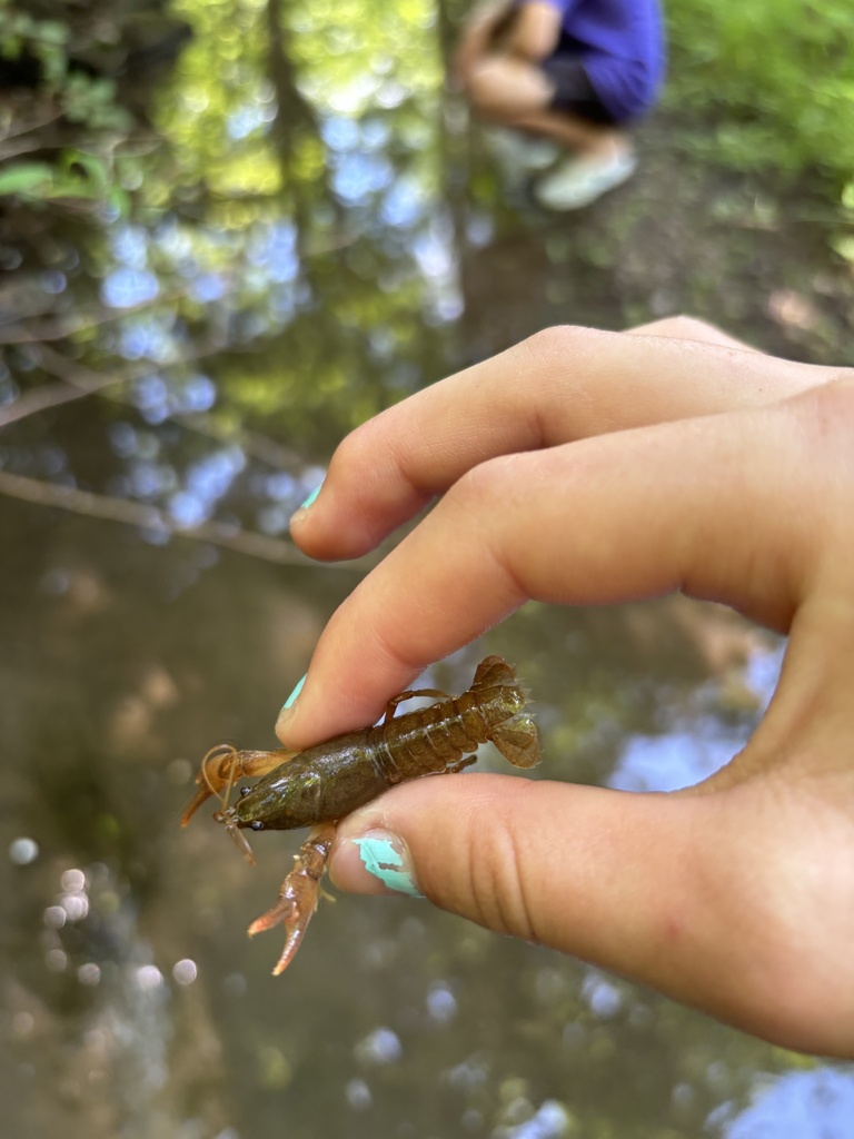 Eastern Crayfish in May 2024 by hannahsomma. Crayfish! · iNaturalist