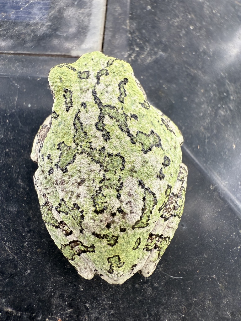 Cope's Gray Treefrog from Stone Mountain Dr, Marble Falls, TX, US on November 3, 2024 at 03:32 ...