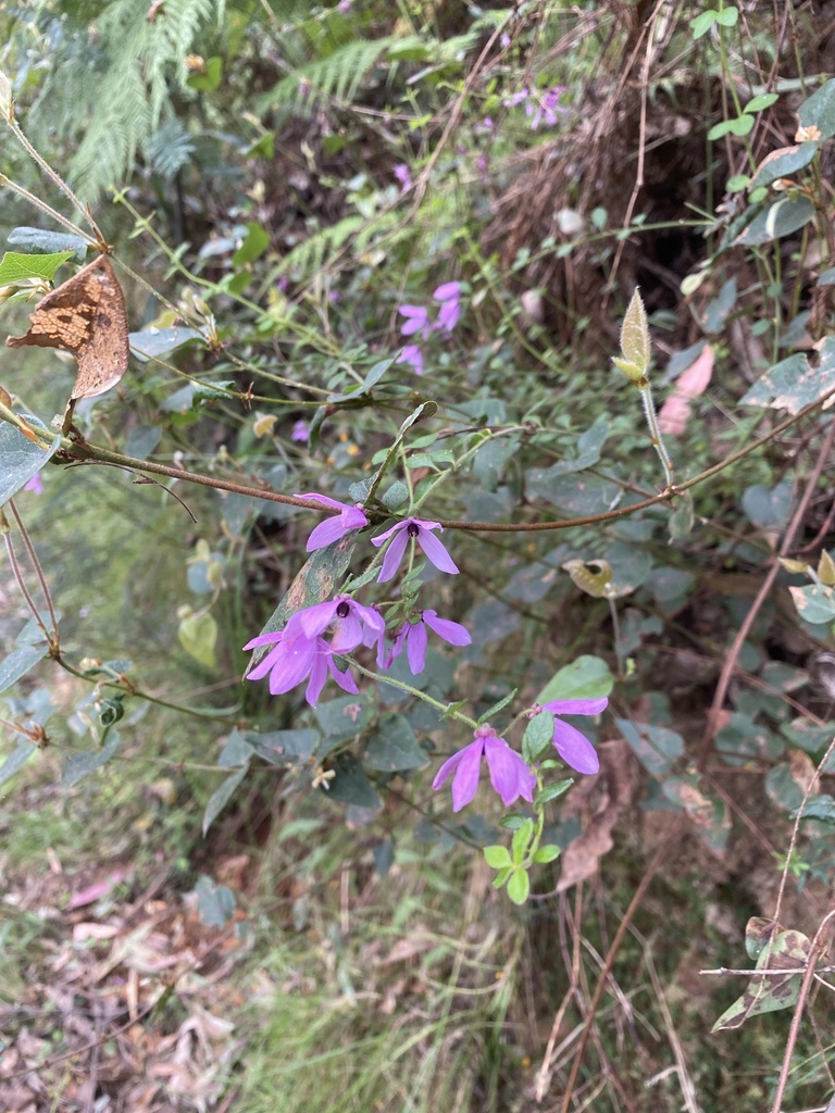 Pink-bells from Alpine Shire, Harrietville, VIC, AU on November 4, 2024 ...