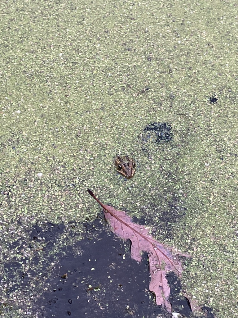 Northern Leopard Frog from Minnesota Landscape Arboretum, Chanhassen ...
