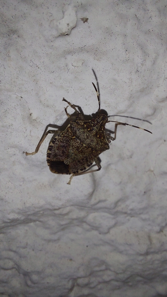 Brown Marmorated Stink Bug from 55286 Wörrstadt, Germany on November 3 ...