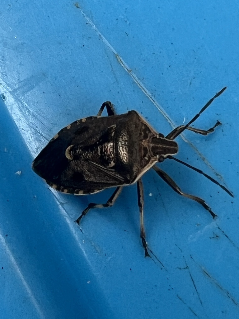 Brown soldier bug in November 2024 by kw841432 · iNaturalist